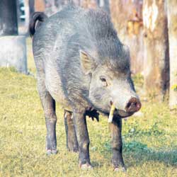 Smoky bacon cigarettes – The Australian Jewish News