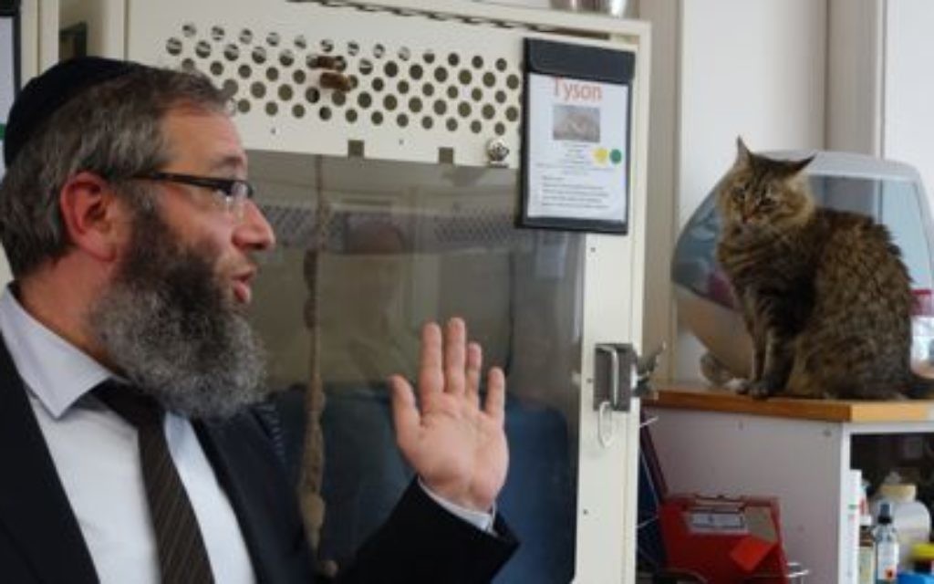 Rabbi's blessing the cat's meow – The Australian Jewish News