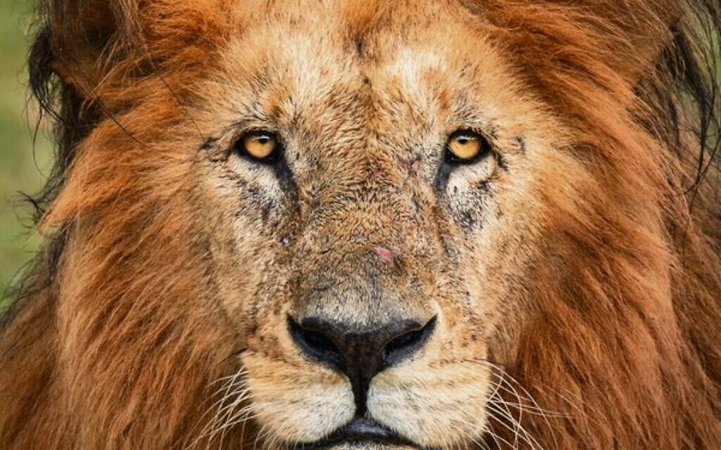 Every life is sacred: saving the lions – The Australian Jewish News