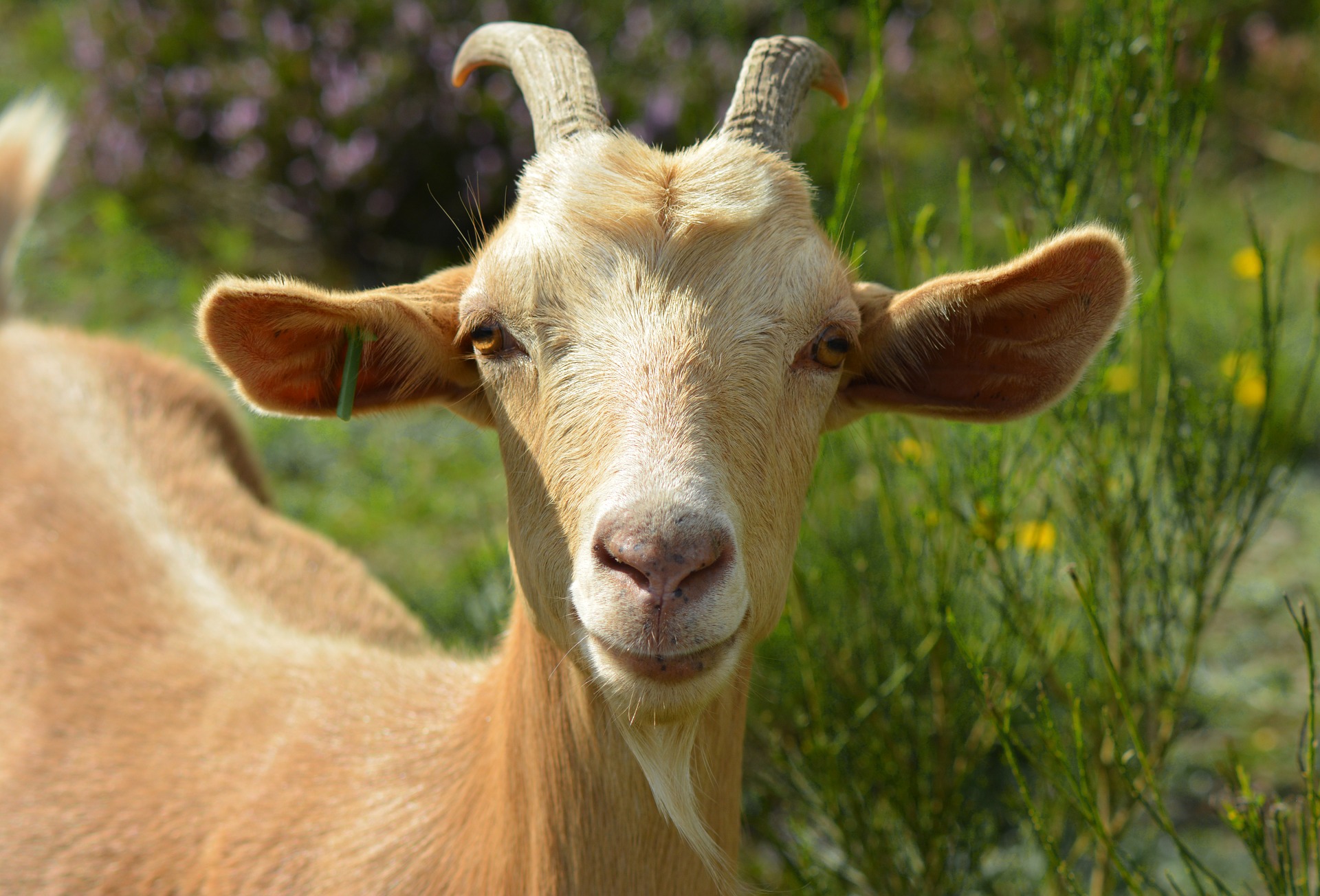 Parshat Acharei Mot A Well traveled Goat David Sedley The Blogs