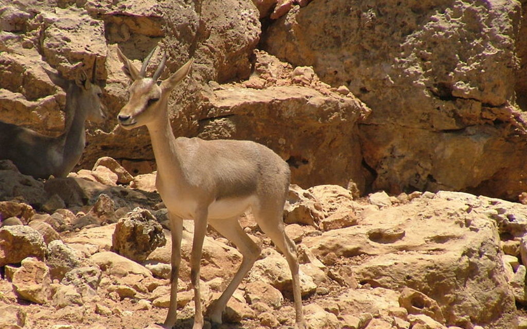 La gazelle de montagne revient en force au plateau du Golan - The Times ...