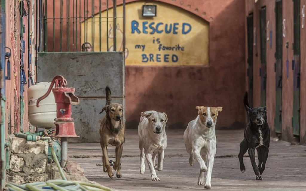 Dans les rues du Caire, le défi des chiens errants - The Times of Israël