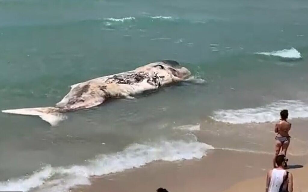 Un cachalot mort échoué sur la plage de Tel Aviv - The Times of Israël