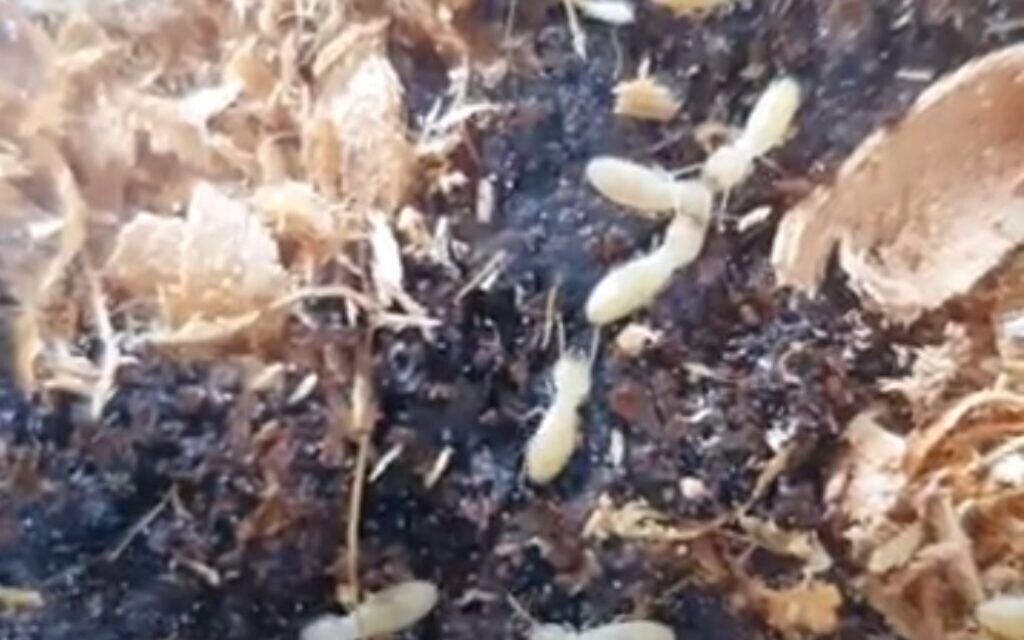 La saison des amours commence pour les "super-termites" de Petah Tikva ...
