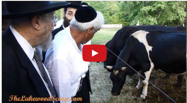 A Red Cow Loses its Red Heifer Status After Giving Birth - The Jewish ...