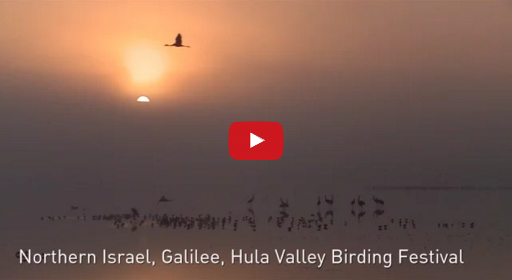 WATCH: Millions of birds descend on Israel's Hula Valley - The Jewish ...