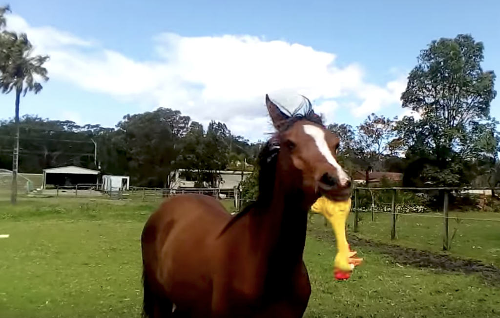 This horse knows how to have a good time - The Jewish Standard