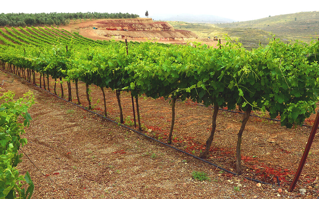 Shiloh Winery | The Jewish Standard