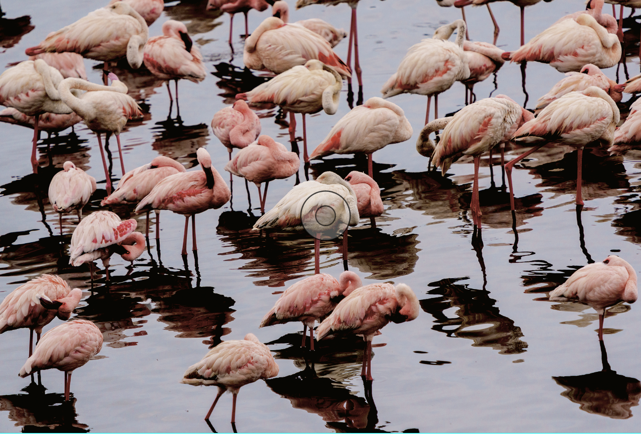 The world is full of beauty and wonder | New Jersey Jewish News