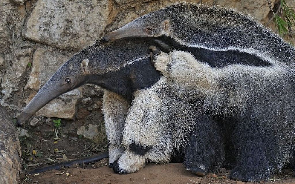 'Shy' male anteater finally gets mate | The Times of Israel