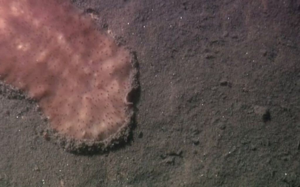 Ancient parasite egg spotted in Syria | The Times of Israel