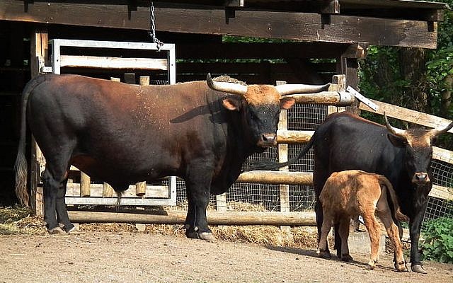 UK 'Nazi' cows culled for aggressiveness | The Times of Israel