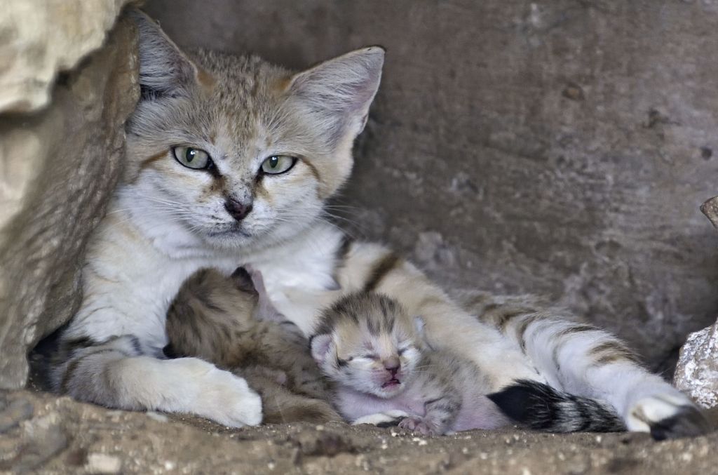 WATCH Newborn Sand Kittens Delight At Israeli Zoo The Times Of Israel WATCH Newborn Sand Kittens Delight At Israeli Zoo The Times Of Israel
