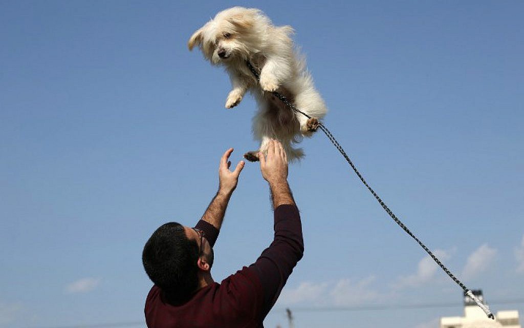 In first, Gaza City goes to the dogs | The Times of Israel