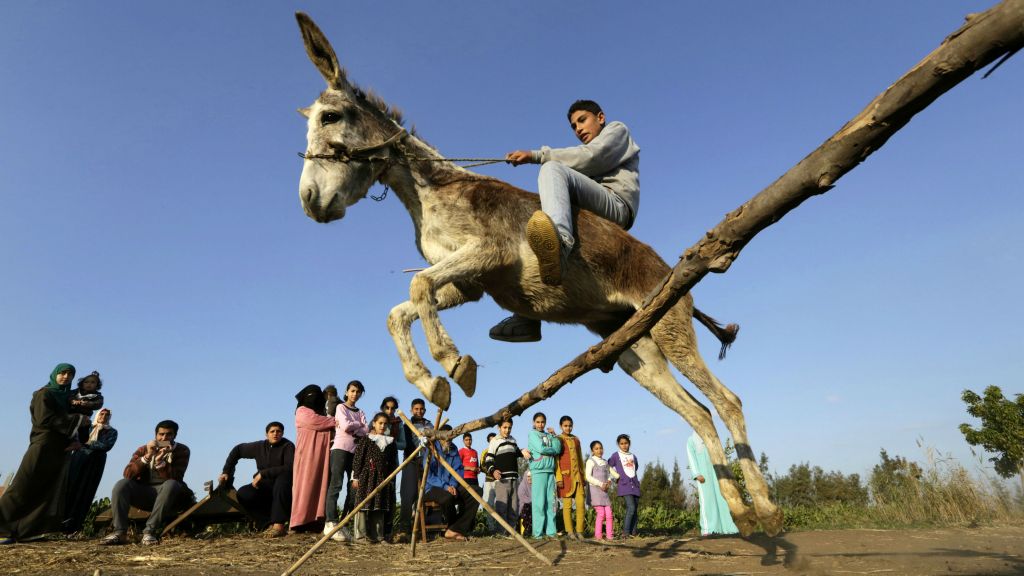 Jumping donkey leaps to fame in Egyptian village | The Times of Israel