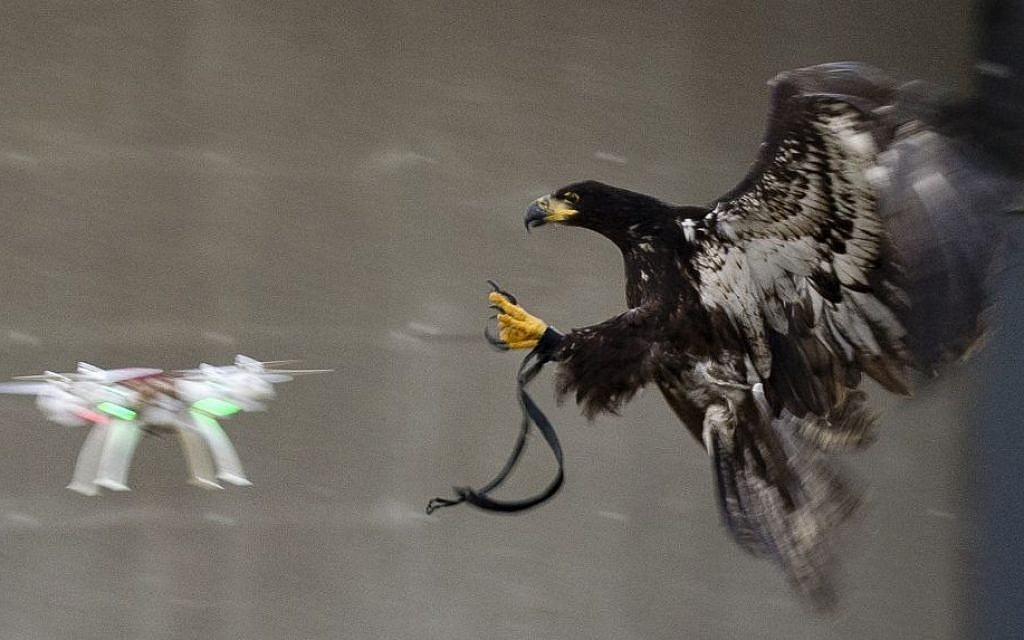 Dutch police train birds to prey on drones | The Times of Israel