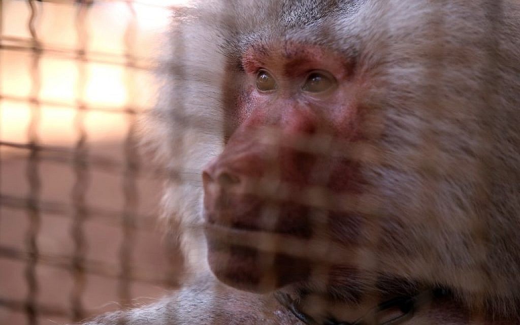 In Aleppo, Happy the monkey is zoo's last resident | The Times of Israel