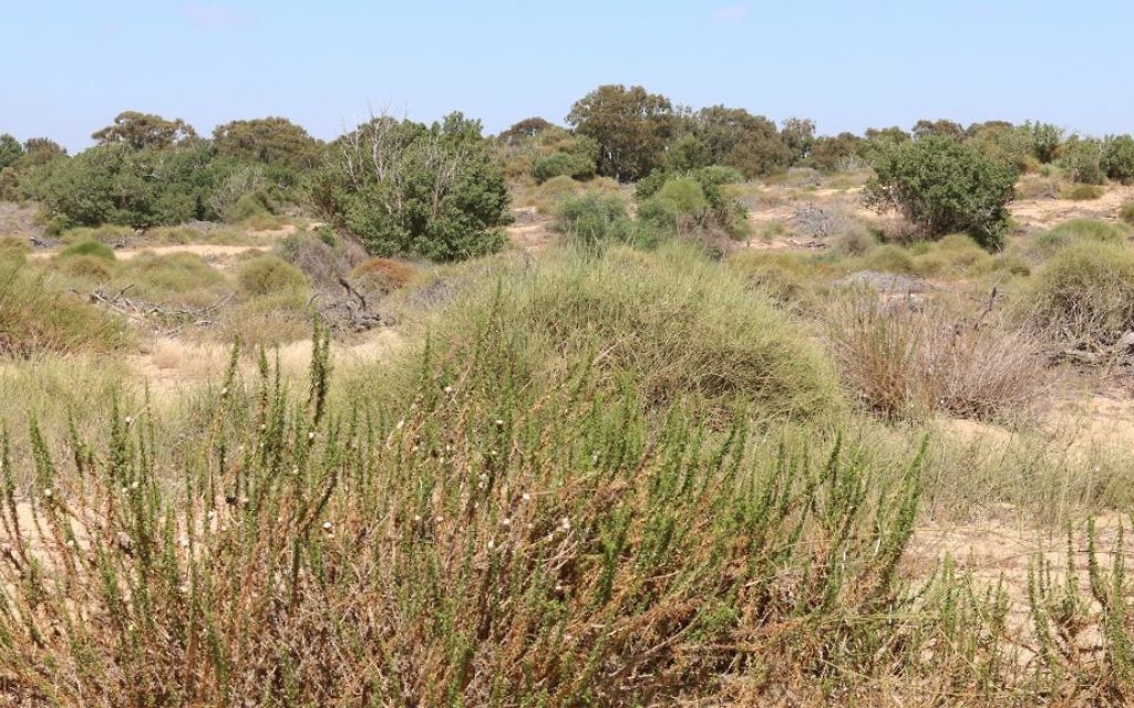 Amid the sand dunes of Israel's south, stories of struggle and loss ...