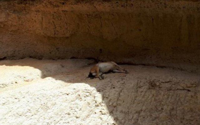 2 more rare ibexes found dead after massive acid spill | The Times of ...