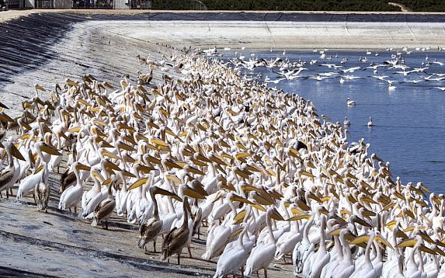 Israel to keep feeding migrating pelicans' big mouths | The Times of Israel