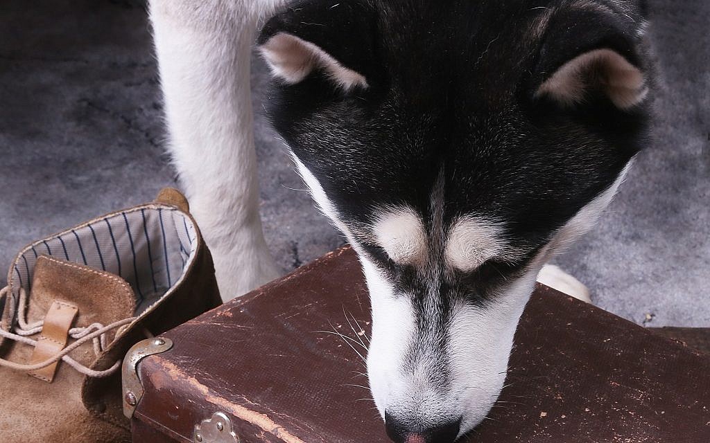 At Ben-Gurion, cash-sniffing dog catches diamond merchant’s €200,000 ...