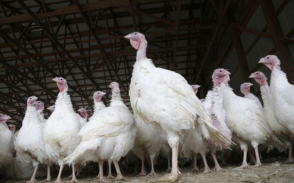 Israel says highly pathogenic strain of bird flu found at northern farm ...