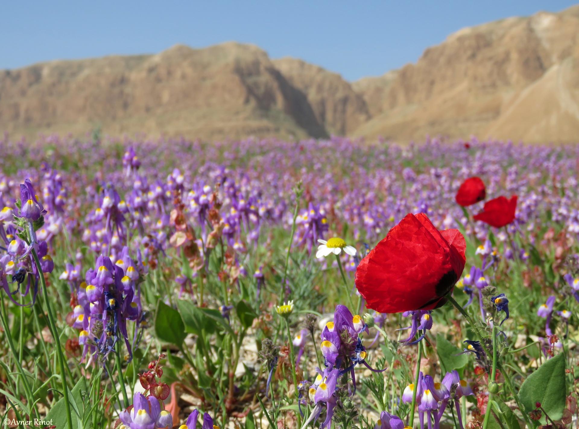 Rains bring stunning floral displays to parched Dead Sea area | The ...
