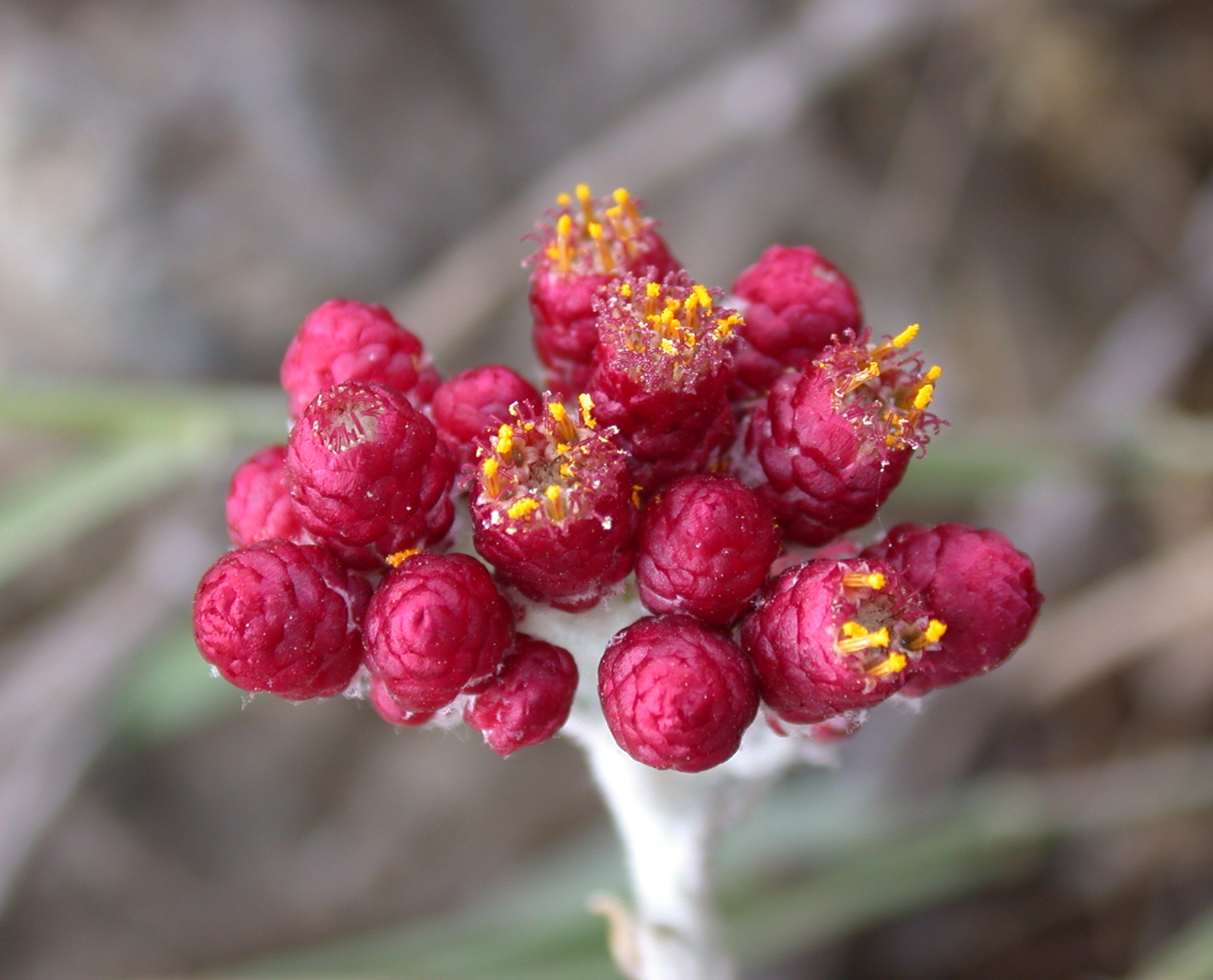 'Blood of Maccabees' wildflower grows in popularity in time for ...