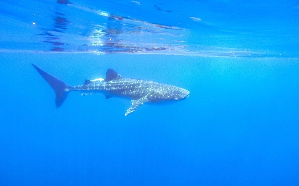 Whale shark, world's largest fish, spotted off Eilat coast | The Times ...