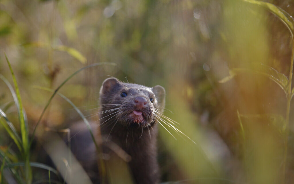 Culled Danish mink rise from their graves | The Times of Israel