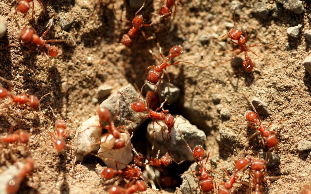Ministry publishes map of fire ant-infected plant nurseries - The Times ...