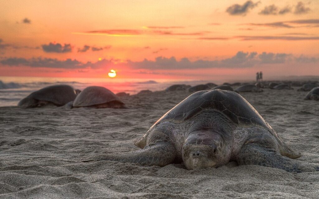 In first, olive ridley turtle spotted off Eilat | The Times of Israel