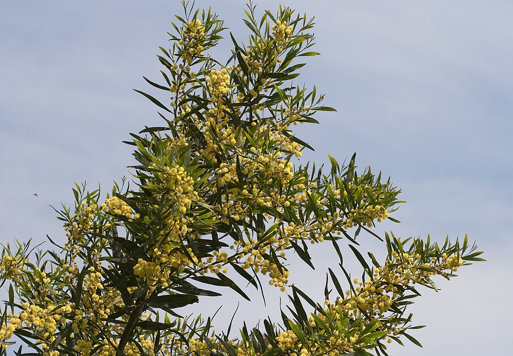 KKL-JNF moves from massive planting to target-driven, sustainable ...