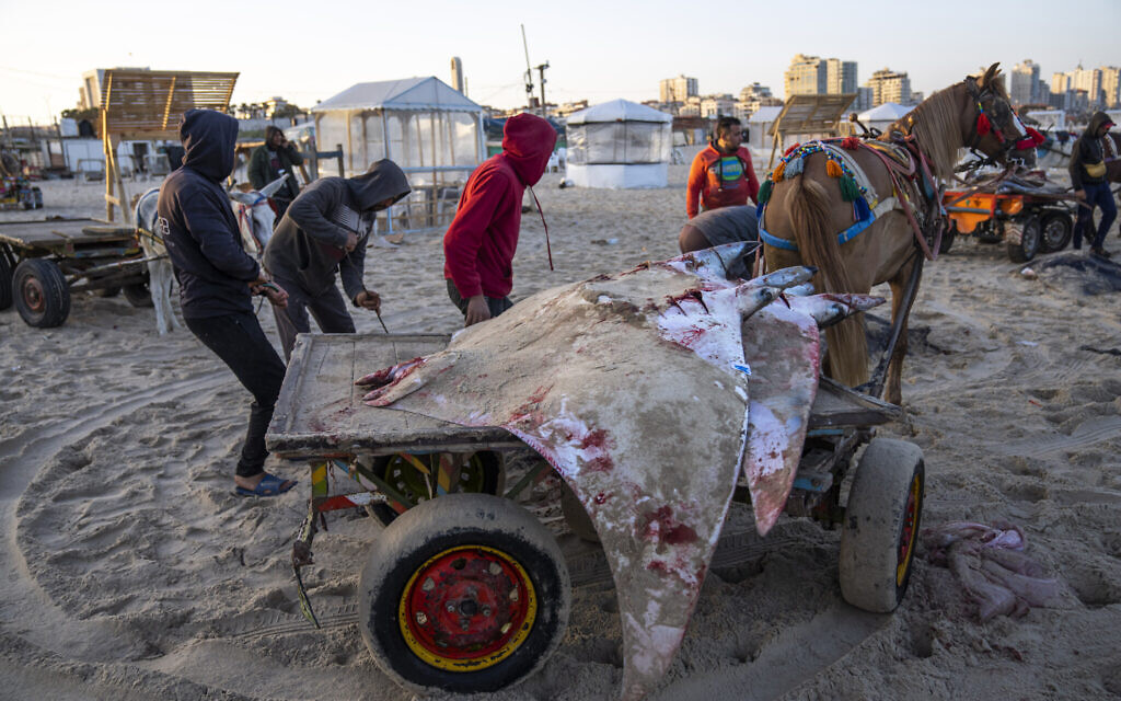 Gaza fisherman celebrate catch of hundreds of endangered manta rays ...