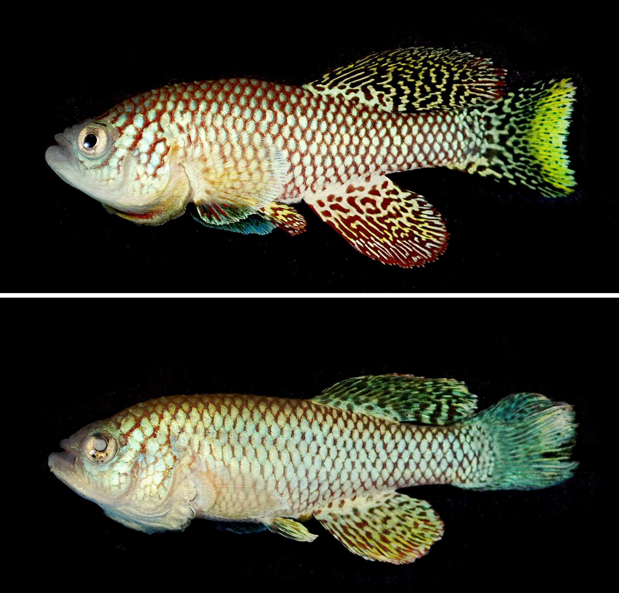 Israeli scientists believe experiments reversing aging in fish could ...